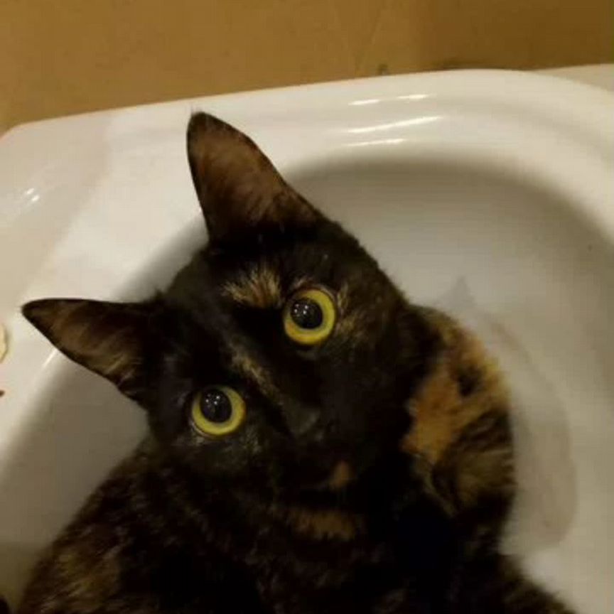 Кошка ищет хозяев и дом