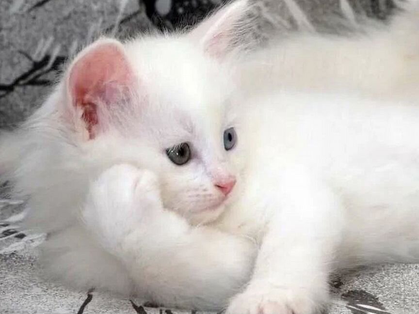 Ангорские Котята