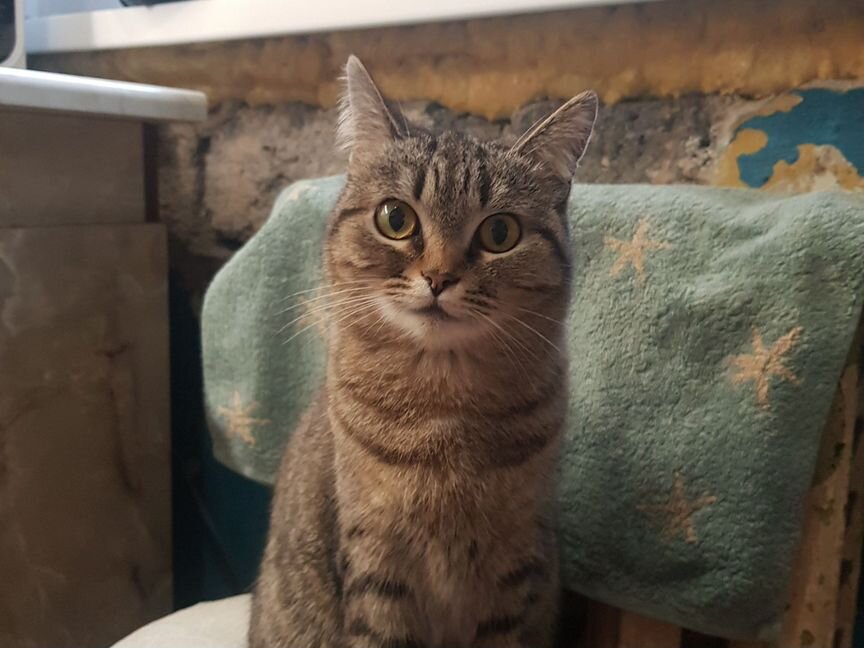 Кошка в дар бесплатно