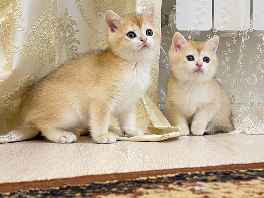 Котята золотая шиншилла