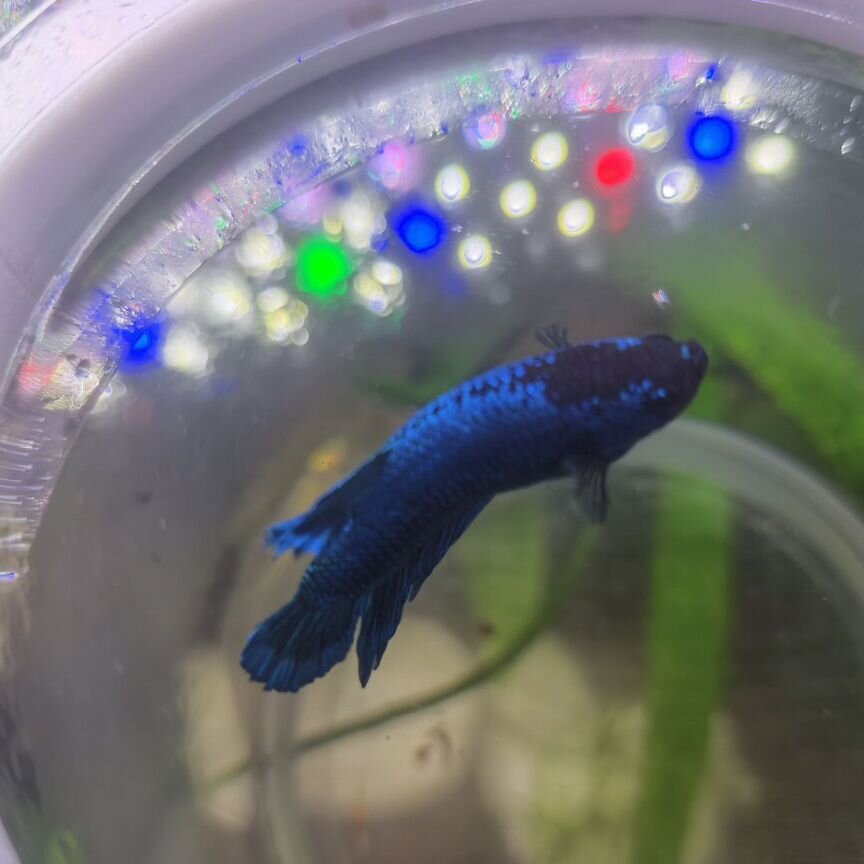 Рыбка Betta курочка