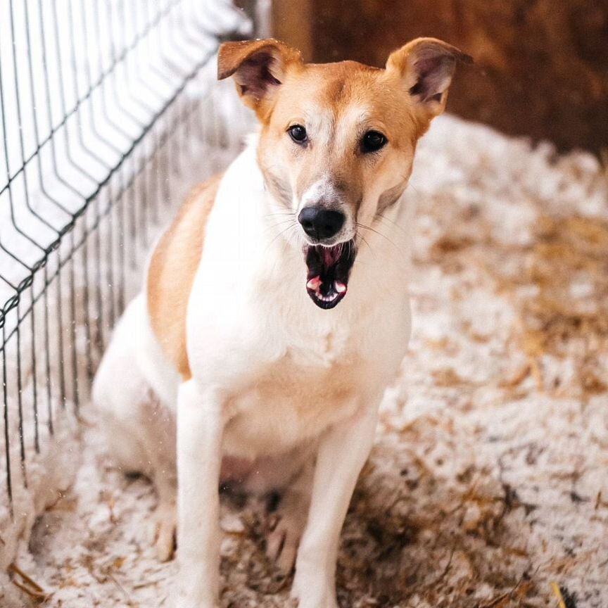 Взрослая собака в добрые руки