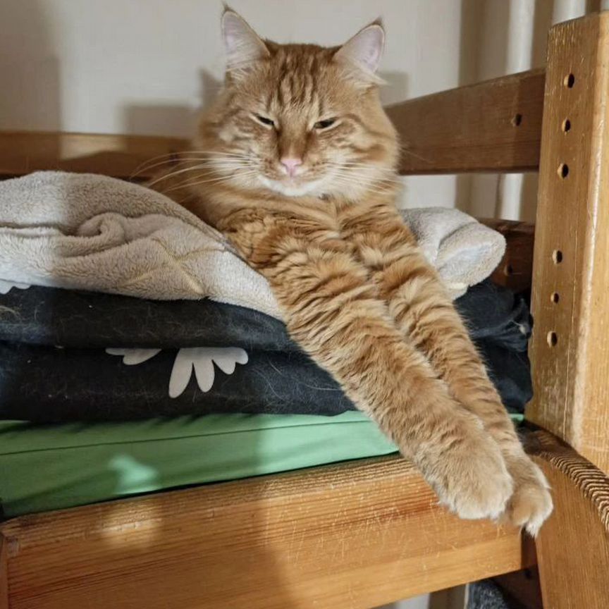 Взрослый кот в добрые руки