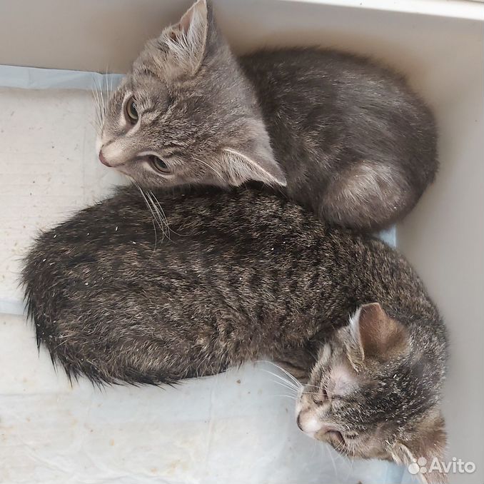 Бездомные котята очень ищут дом