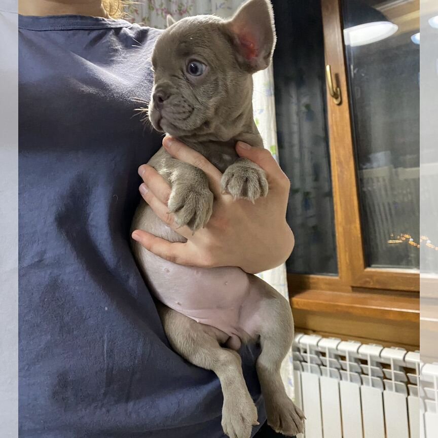 Француженка - мини красотка