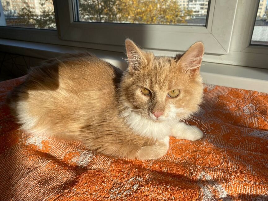 Ласковый котенок ищет дом