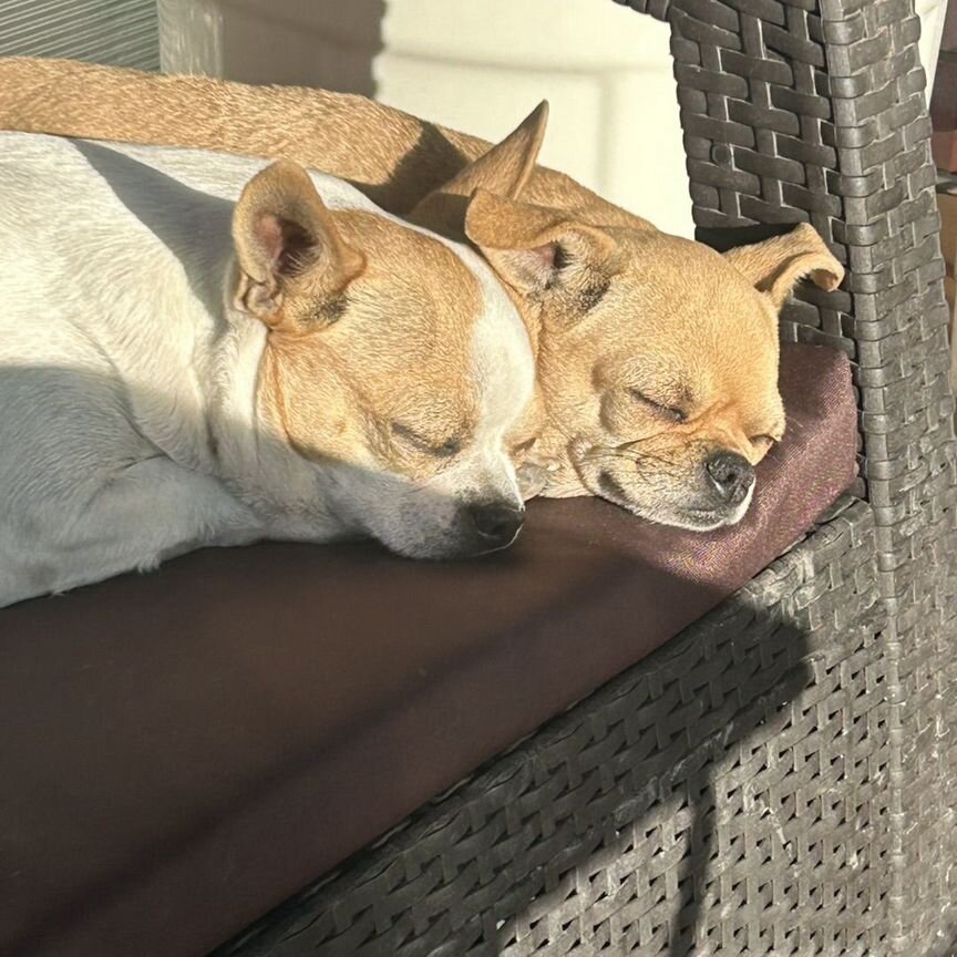 Чихуахуа в добрые руки