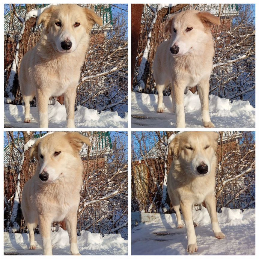 Нежная Собачка, Нужна Семья