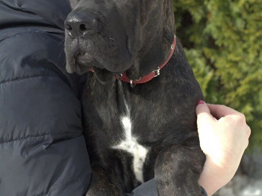 Тигровая девочка кане-корсо