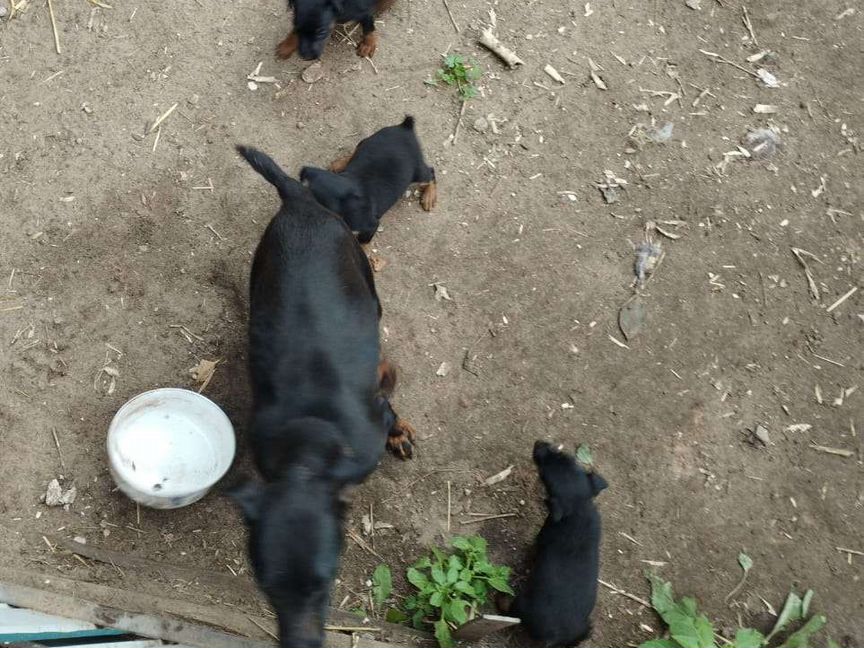 Щенки ягдтерьера