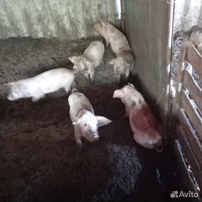 Поросята ландрас дюрок