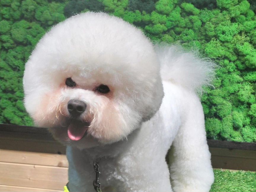 Бишон фризе вязка