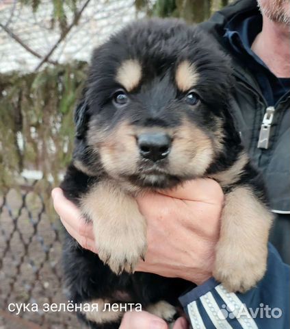 Волкодав-хотошо(бурятская собака