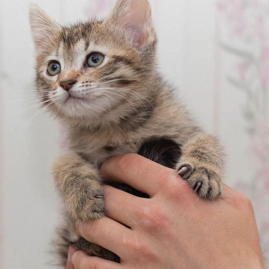 Котёнок в добрые руки