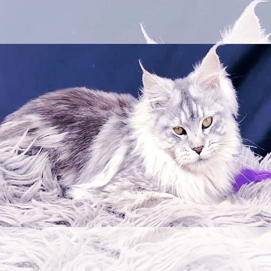 Мейн-кун котёнок