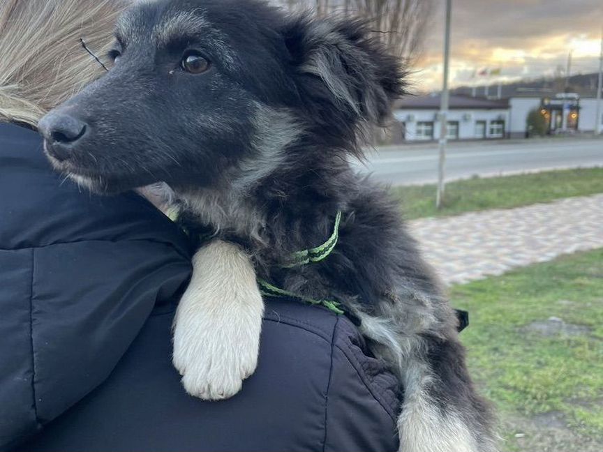 Очень коасивый щенок мальчик в поисках дома