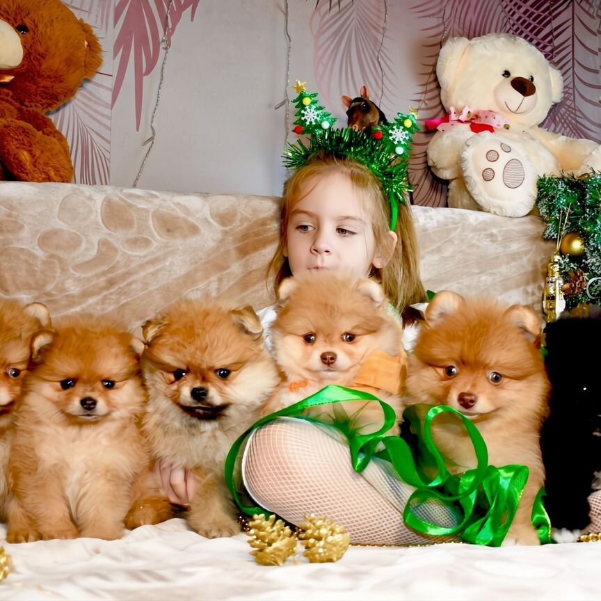 Немецкий шпиц, щенок