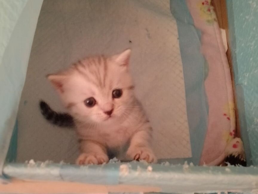 Шотландские прямоухие котята