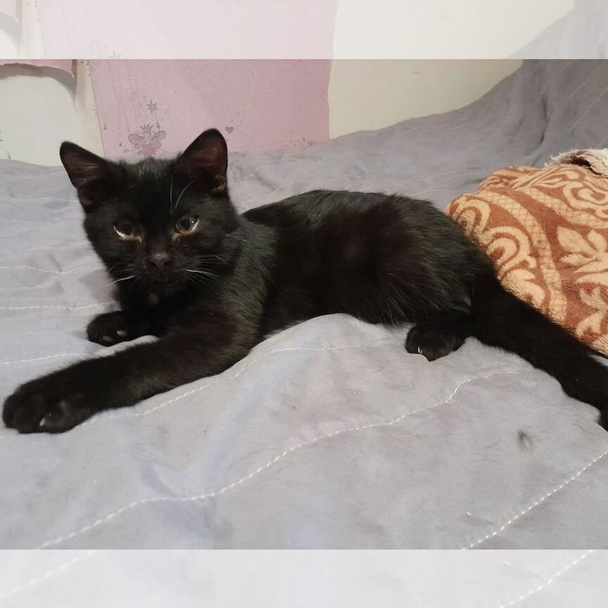 Котёнок в добрые руки