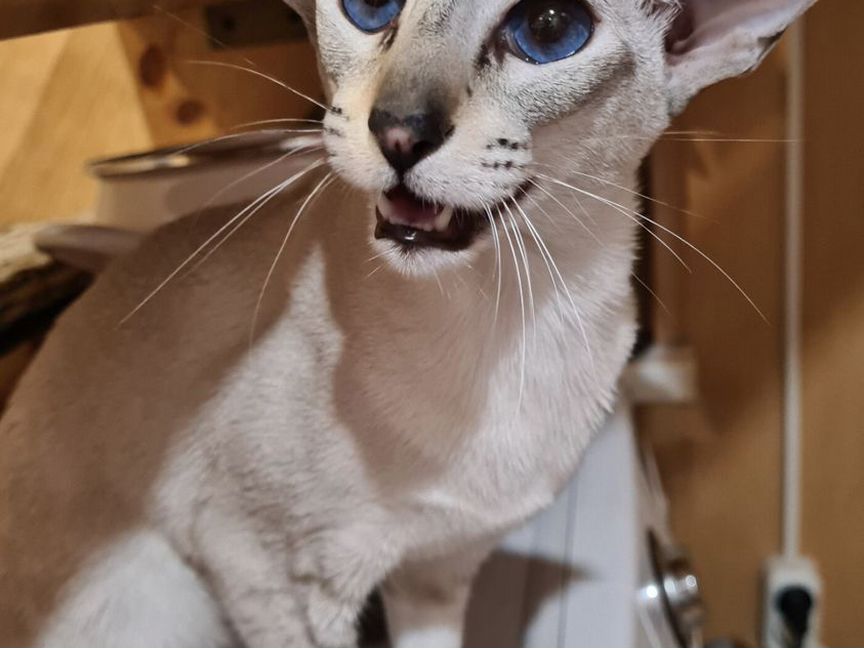 Ориентальная девочка 3 месяца готовая к переезду