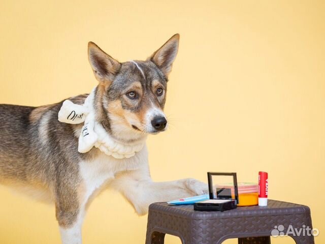 Зея - миловидная кокетка