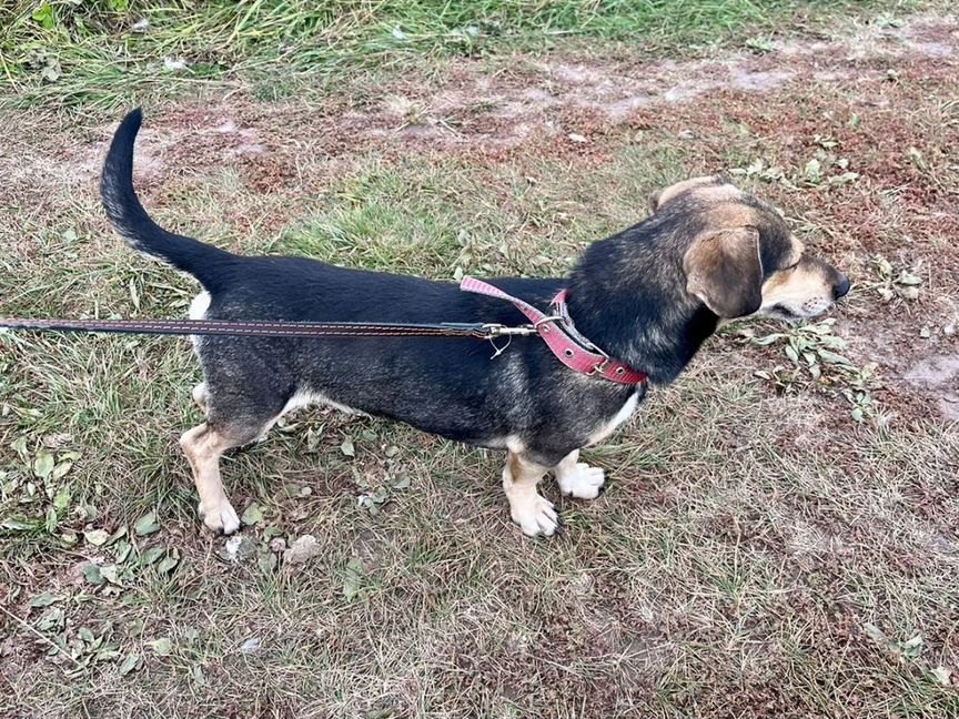 Маленькая собака метис таксы