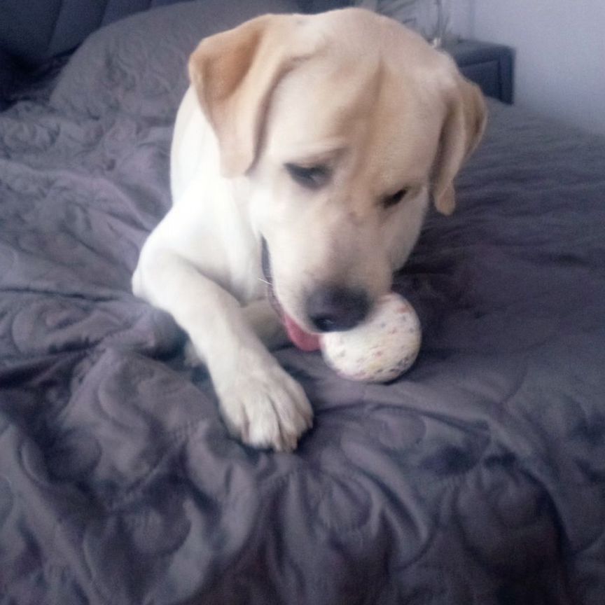 Лабрадор-ретривер, взрослый пёс