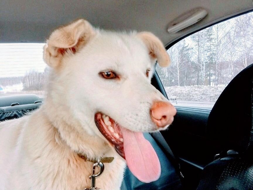 Собака в добрые руки