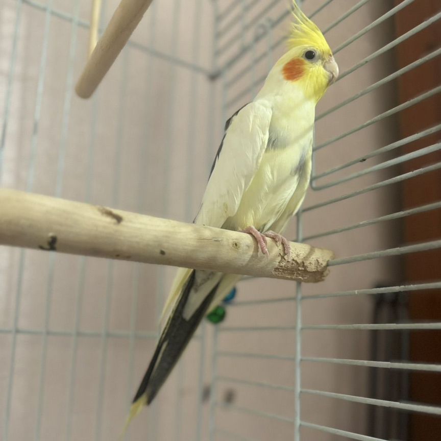 Попугай корелла мальчик,малыш 6 месяцев