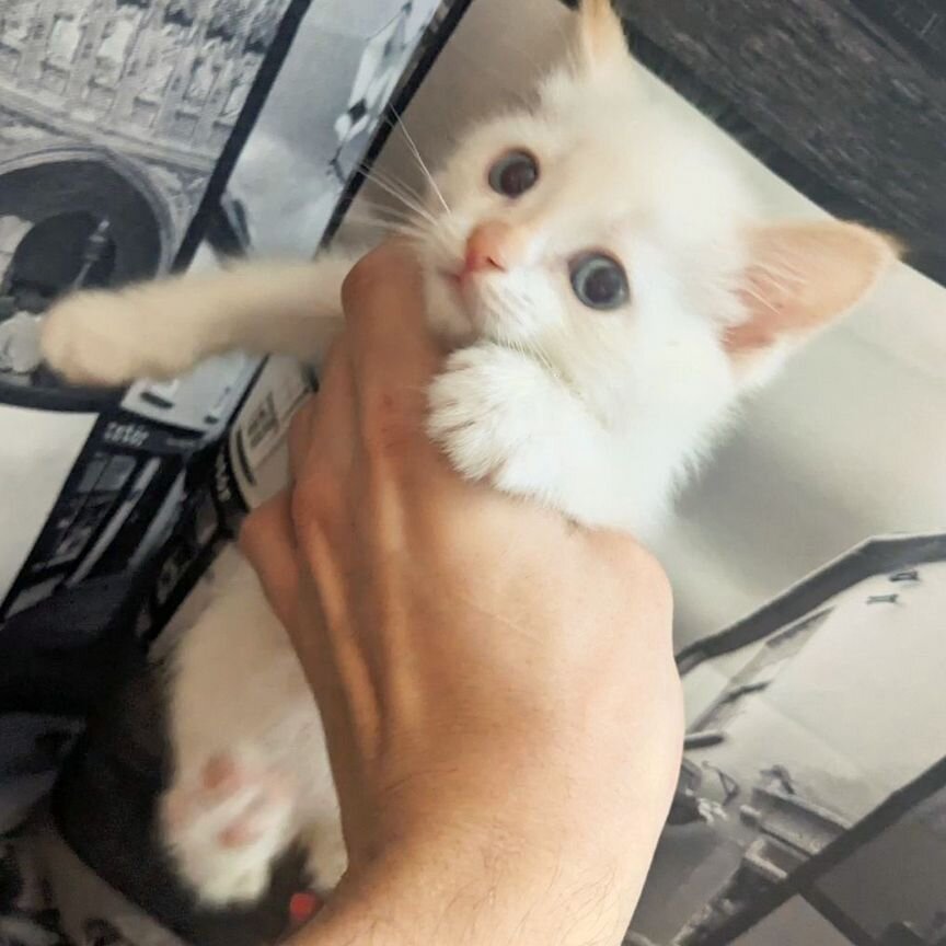 Отдам кота в добрые руки