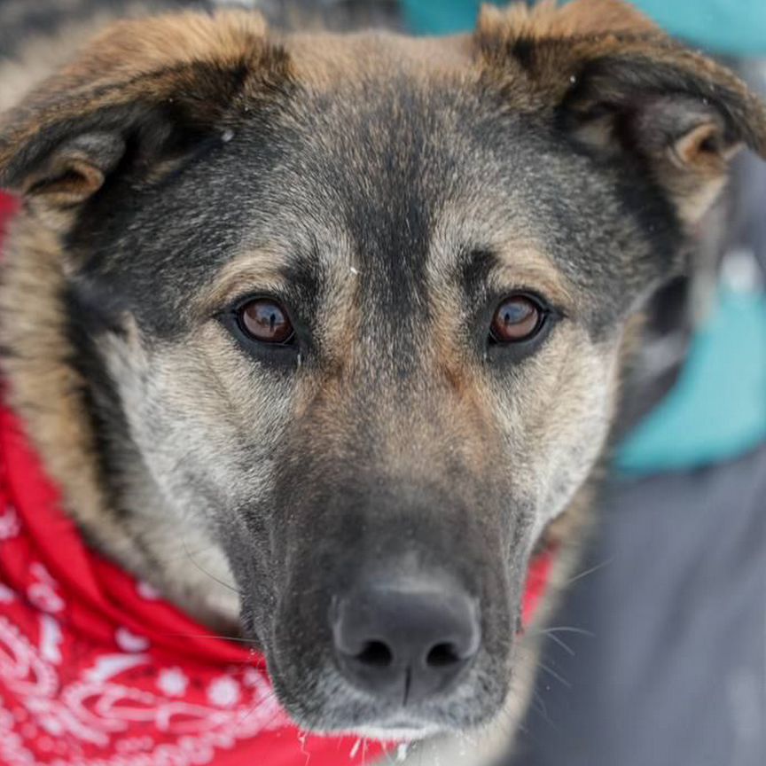 Взрослая собака в добрые руки
