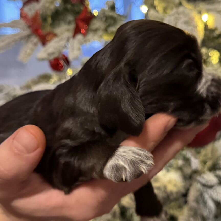 Английский кокер-спаниель, щенок