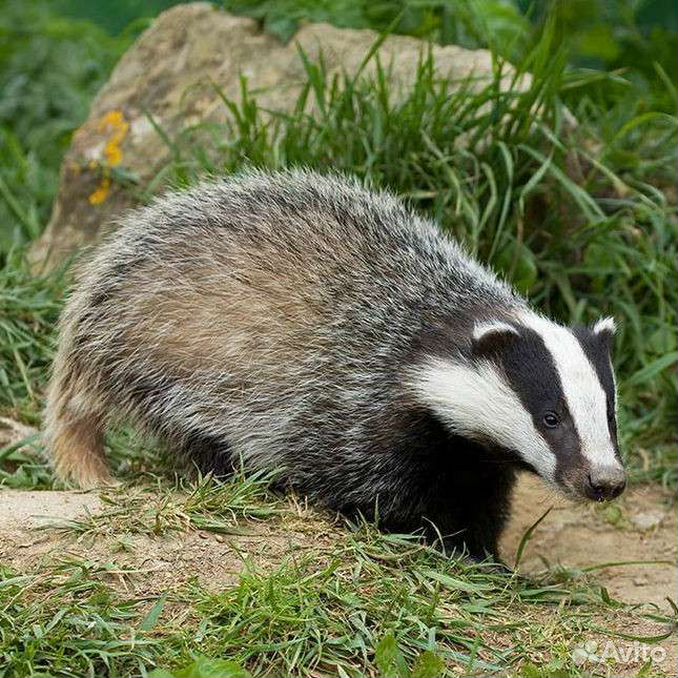 Домашние барсуки