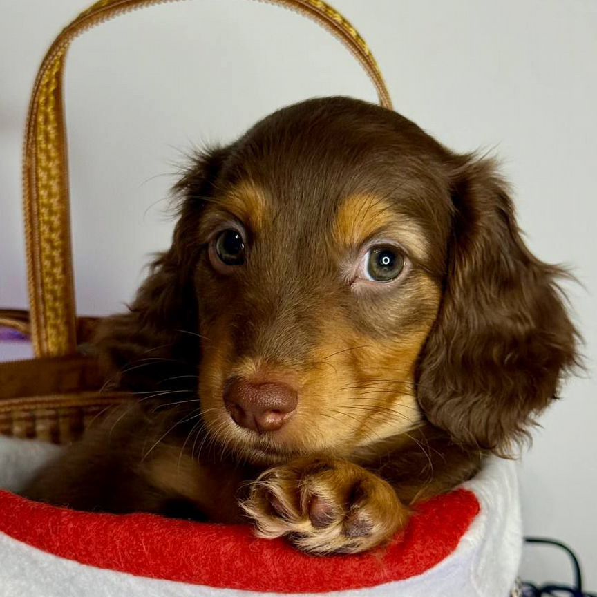 Кроличья такса, щенок