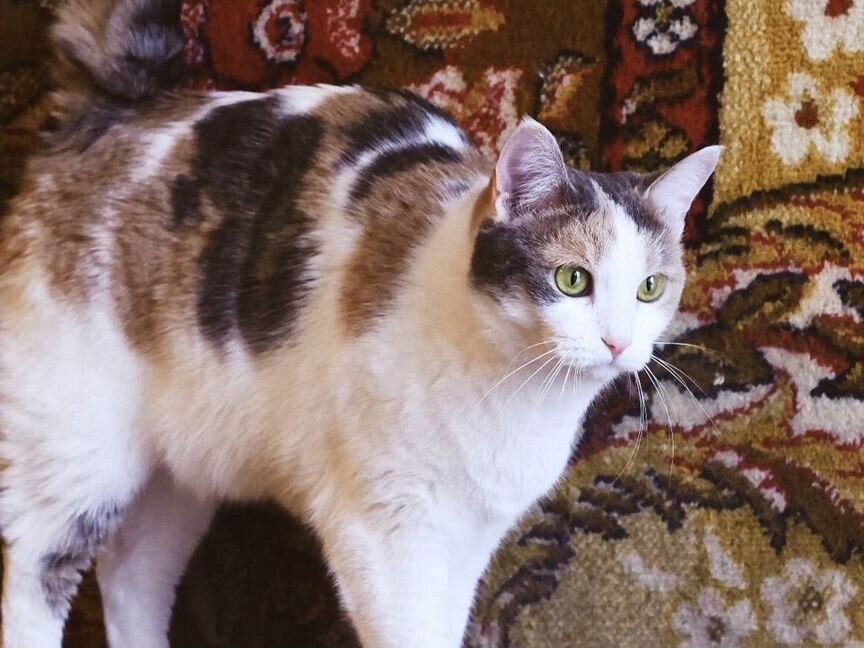 Помесь бобтейла белая трехцветная кошка ищет дом