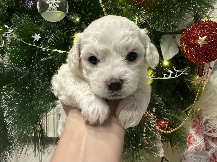 Щенки бишон фризе