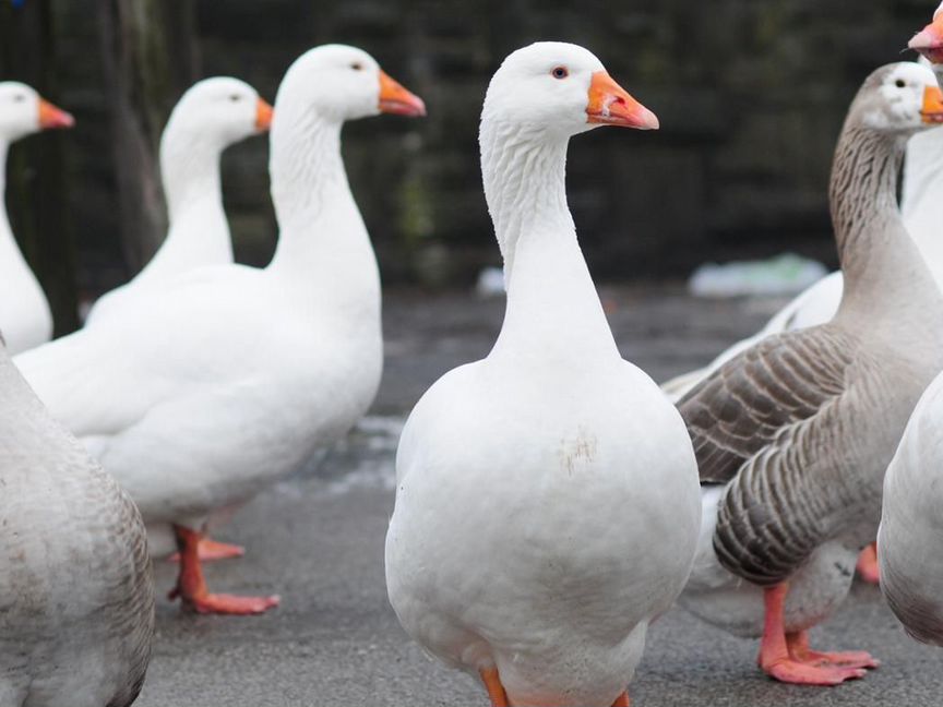Пух перо гусиное