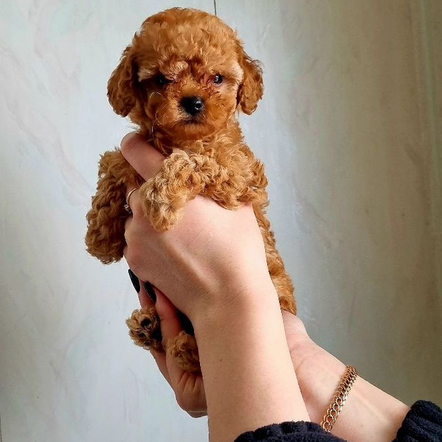 Той-пудель, щенок