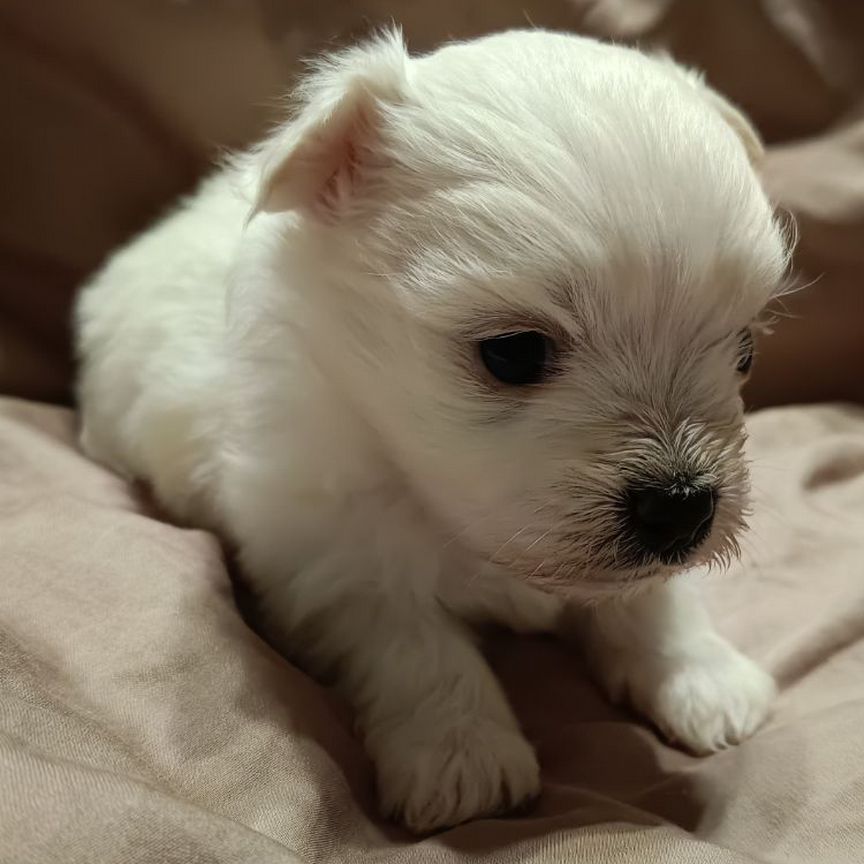 Мальтипу, щенок