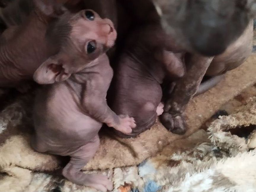 Лысые котята сфинкс