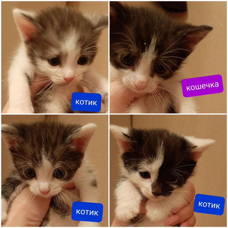 Котята в добрые руки
