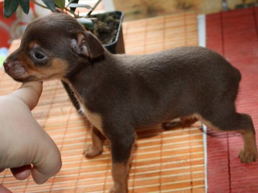 Той-терьер щенки