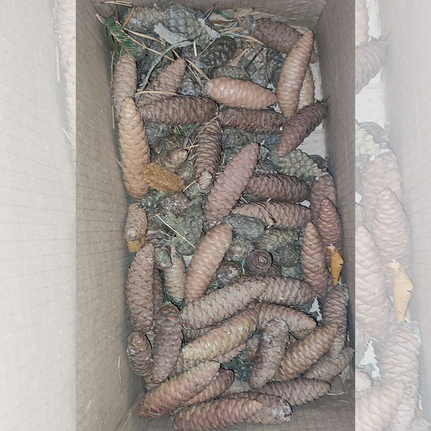 Еловые сосновые кедровые шишки