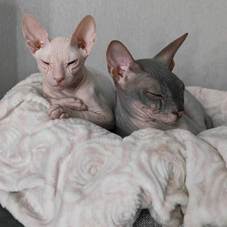 Донской сфинкс, взрослый кот