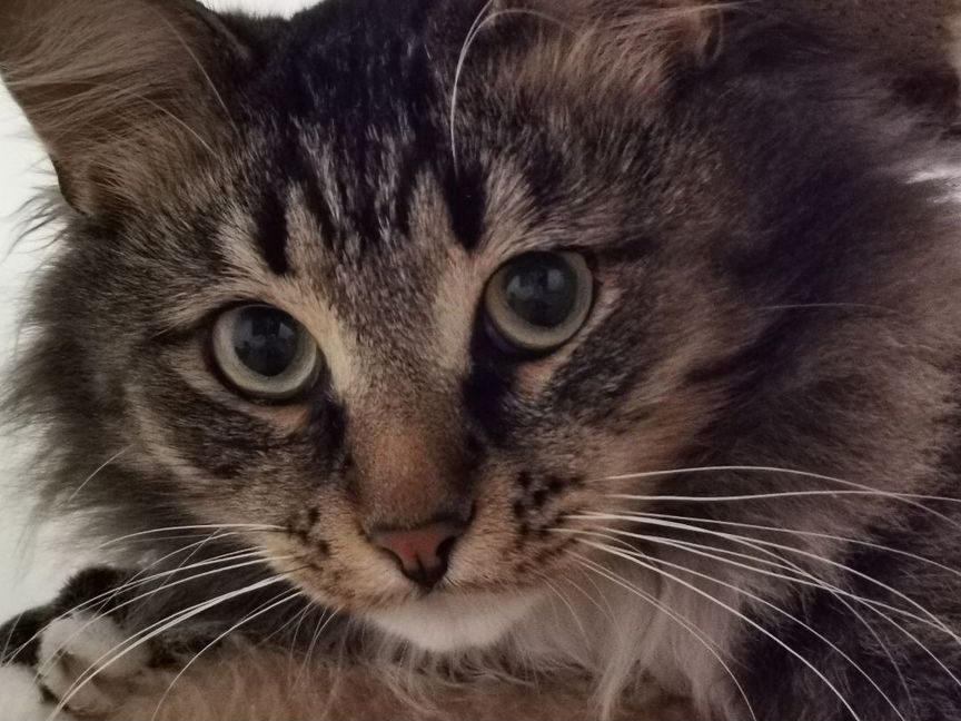 Котик ласкуша и громко урчащий