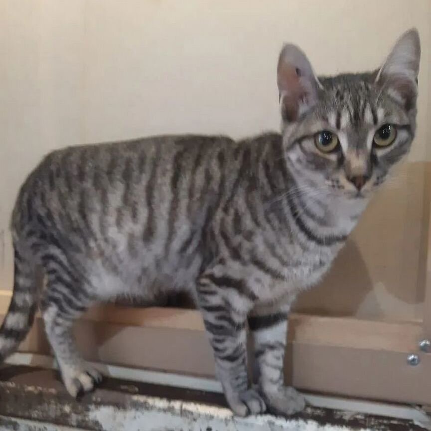 Взрослый кот в добрые руки