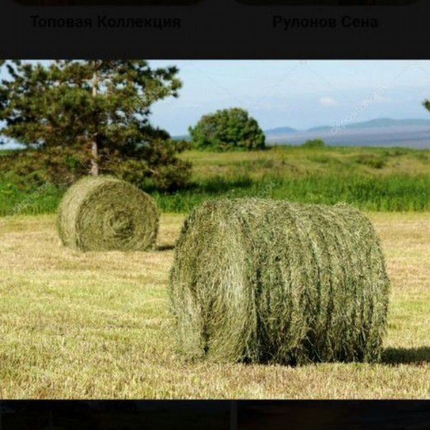 Продажа сено