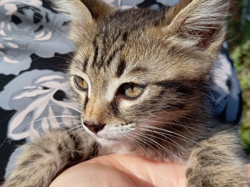 Миленький котенок найдёныш