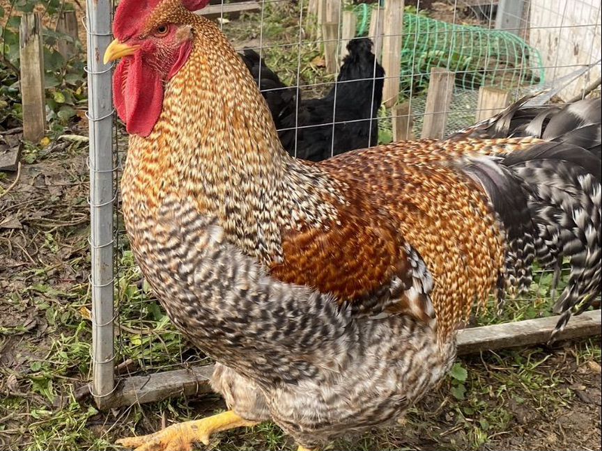 Красивейший петушок Бельфедер)