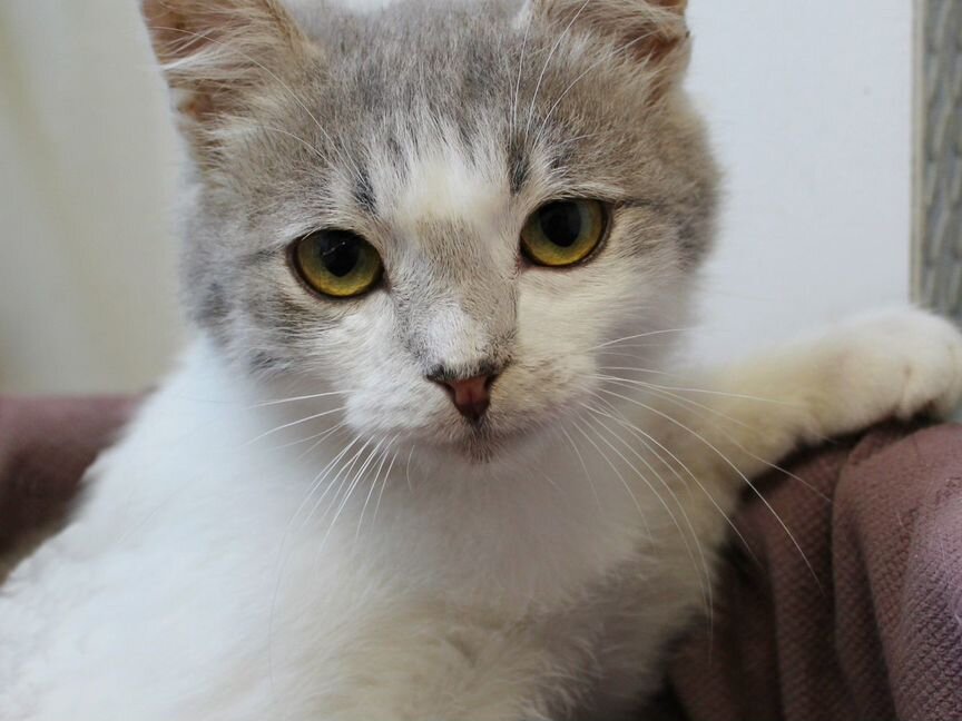 Котенок Ластик ищет дом
